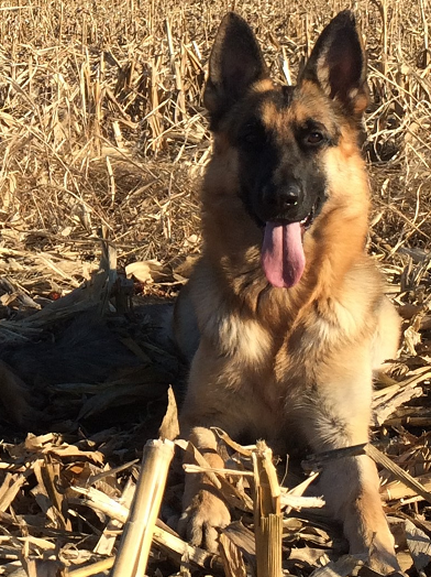 Blackridge Kennels – German Shepherds Ontario Canada